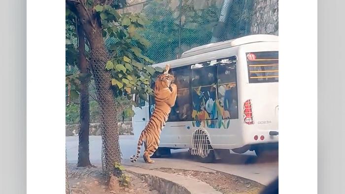 Shots! : A tiger took a fancy to a bus passing through its zoo ...